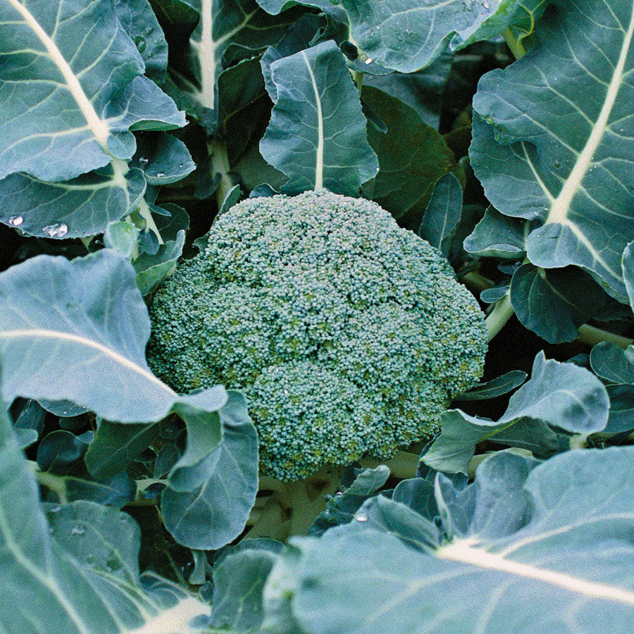 Broccoli – Birdland Organic Seeds