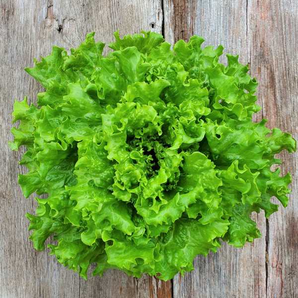 Lettuce 'Muir' – Birdland Organic Seeds