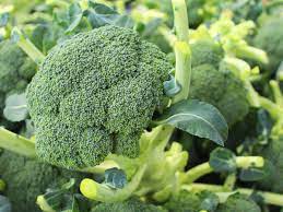 Broccoli 'Belstar' F1 – Birdland Organic Seeds