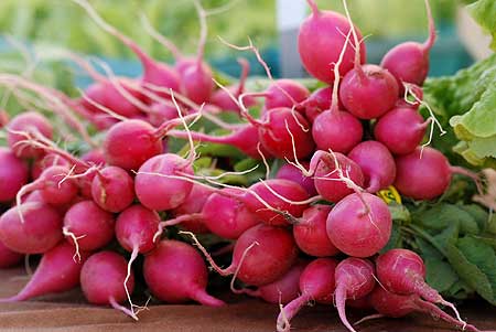 Radish 'Pink Beauty' – Birdland Organic Seeds